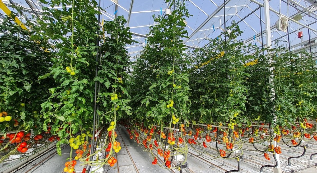 Denso in talks to buy Temasek-backed seed-maker Axia for US$500 million